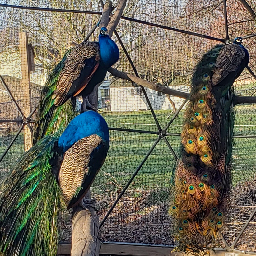 28 Ft Peacock Aviary Kits – Sunrise Domes