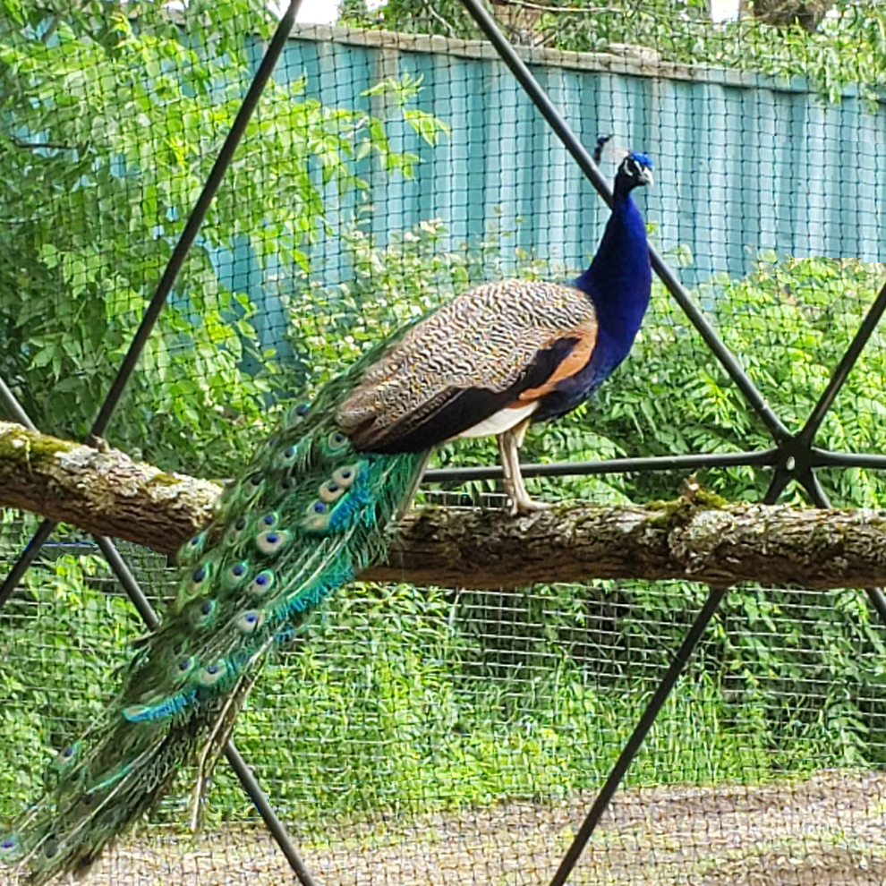 28 Ft Peacock Aviary Kits – Sunrise Domes